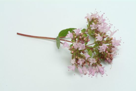 Regano Species Plant Labiates Family Trivial Editorial Stock Photo ...