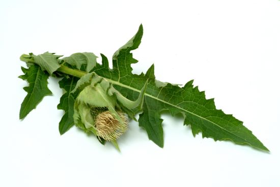 Cabbage Thistle Cirsium Cabbage Thistle Oleraceum Editorial Stock Photo ...