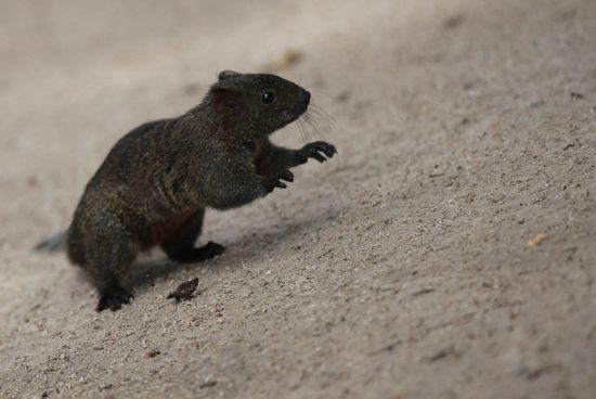 Redbellied Squirrel Latin Name Callosciurus Invasive Editorial Stock ...