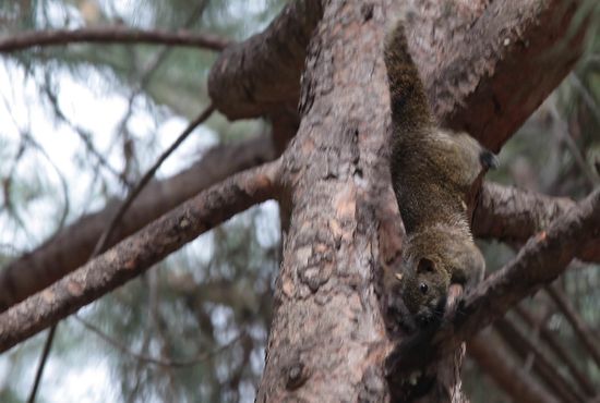 Redbellied Squirrel Latin Name Callosciurus Invasive Editorial Stock ...