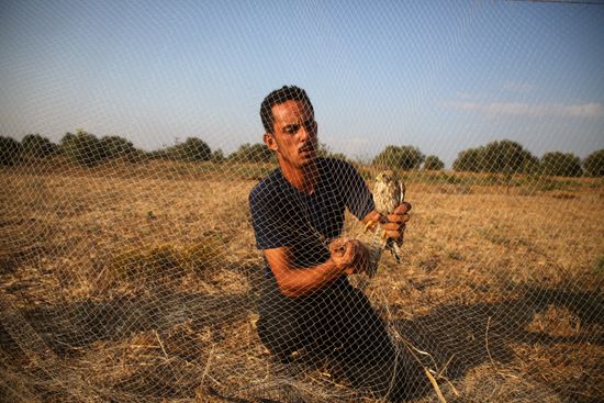 Palestinian Ahmed Totah 29 Hunting Falcon Editorial Stock Photo - Stock ...