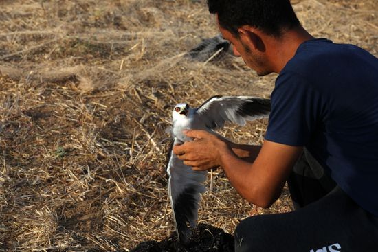 Palestinian Ahmed Totah 29 Hunting Falcon Editorial Stock Photo - Stock ...