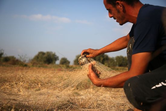 Palestinian Ahmed Totah 29 Hunting Falcon Editorial Stock Photo - Stock ...