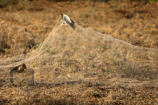 Palestinian Ahmed Totah 29 Hunting Falcons Editorial Stock Photo ...