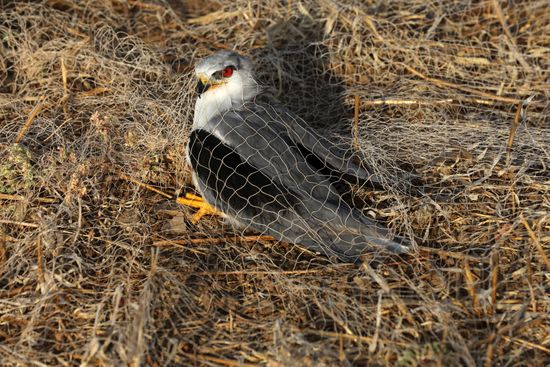 Palestinian Ahmed Totah 29 Hunting Falcon Editorial Stock Photo - Stock ...