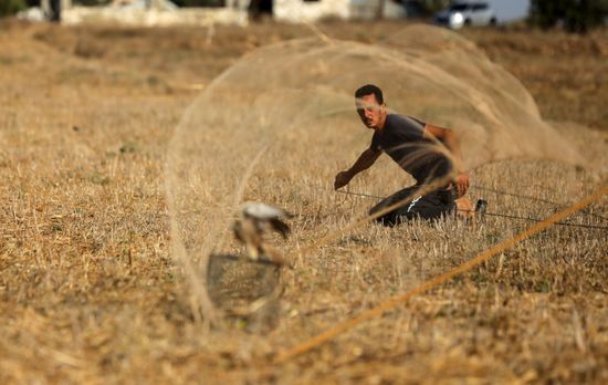 Palestinian Ahmed Totah 29 Hunting Falcon Editorial Stock Photo - Stock ...