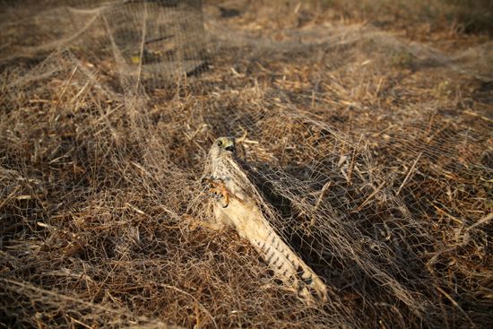 Palestinian Ahmed Totah 29 Hunting Falcon Editorial Stock Photo - Stock ...