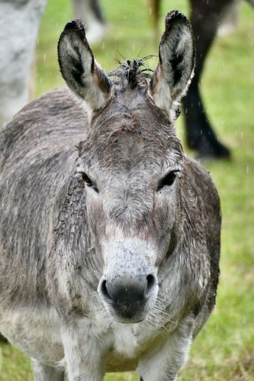 Donkeys Island Farm Sanctuary Look Sad Editorial Stock Photo - Stock ...