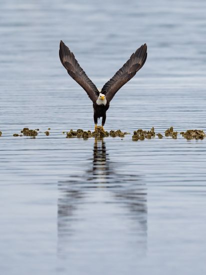 Bald Eagle Creates V Shape Wings Editorial Stock Photo - Stock Image ...