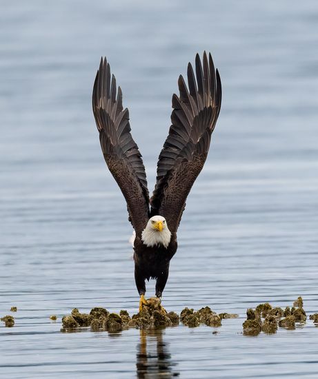 Bald Eagle Creates V Shape Wings Editorial Stock Photo - Stock Image ...