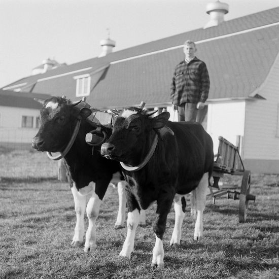 Herbert Read Training His Cows Do Editorial Stock Photo - Stock Image ...