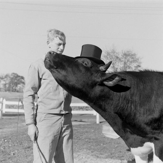 Herbert Read Training Tricks His Cows Editorial Stock Photo - Stock ...