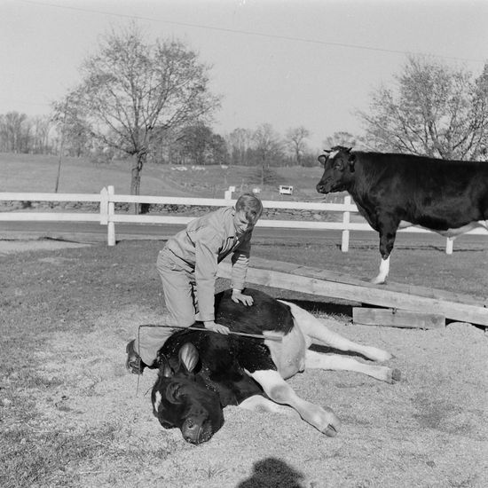 Herbert Read Training His Cow Do Editorial Stock Photo - Stock Image ...