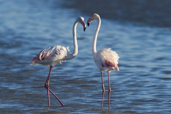 European Flamingo Phoenicopterus Roseus Great Flamingo Editorial Stock ...