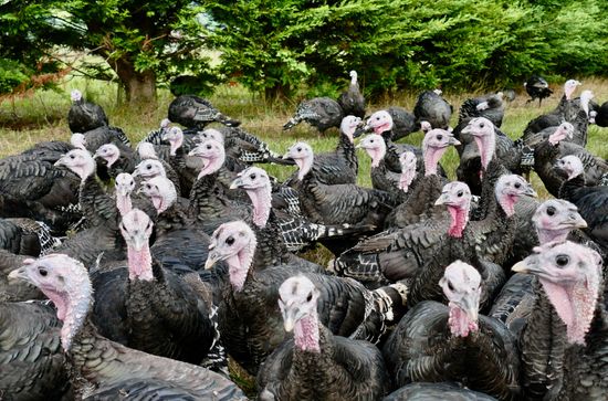 Turkeys Roam Freely Copas Farm Copas Editorial Stock Photo - Stock ...