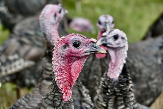 Turkeys Roam Freely Copas Farm Copas Editorial Stock Photo - Stock ...