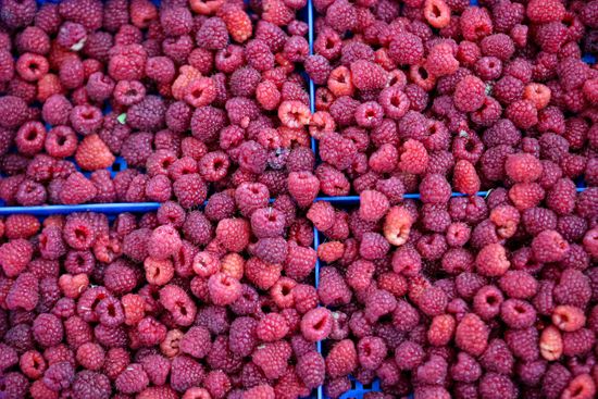 Raspberries Stored Crate Eco Berry Farming Editorial Stock Photo ...