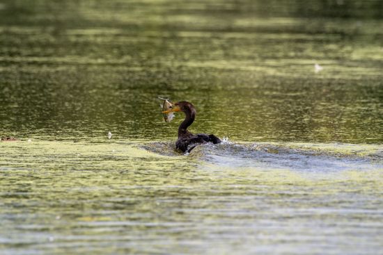 Doublecrested Cormorant Seen Hunting Food Miami Editorial Stock Photo ...