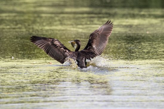 Doublecrested Cormorant Seen Hunting Food Miami Editorial Stock Photo ...