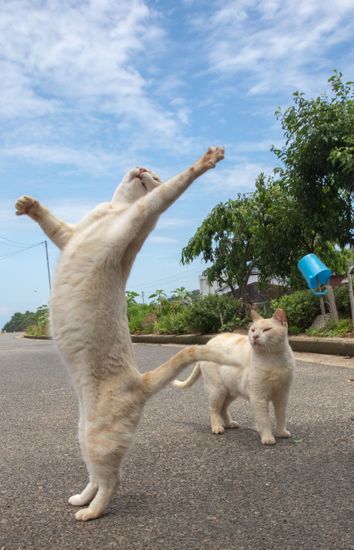 Jumping Cats Look Like They Performing Editorial Stock Photo - Stock ...