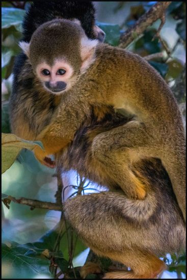 Female Capuchin Monkey Carrying Her Baby Editorial Stock Photo - Stock ...