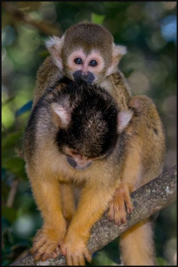 Female Capuchin Monkey Carrying Her Baby Editorial Stock Photo - Stock ...