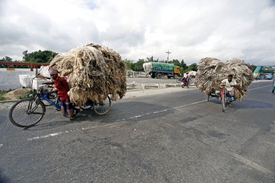 Farmers Take Husks Raw Jute Sale Editorial Stock Photo - Stock Image ...