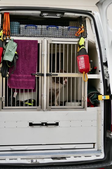 Security Dogs Vans Parked Outside Windsor Editorial Stock Photo - Stock ...