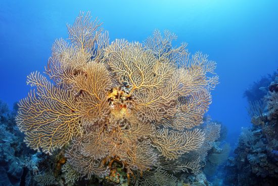 Coral Block Deep Sea Gorgonian Inciligorgia Editorial Stock Photo ...