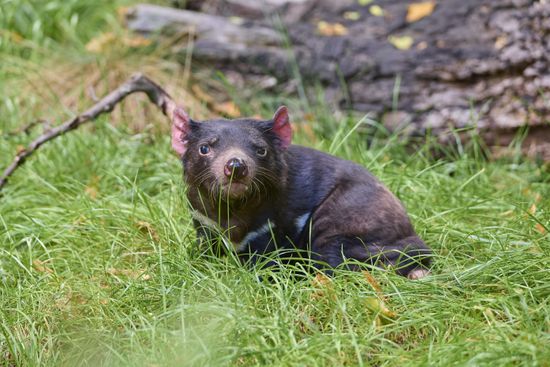 Tasmanian Devil Sarcophilus Harrisii Captive Editorial Stock Photo - Stock Image | Shutterstock