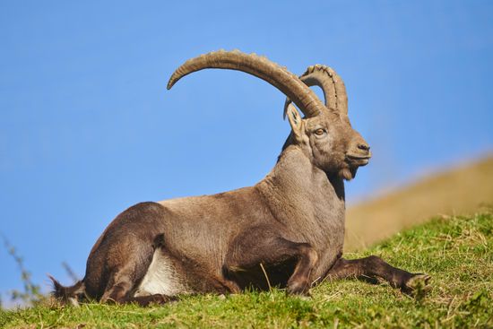 Alpine Ibex Capra Ibex Male Wildlife Editorial Stock Photo - Stock ...