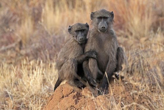 Bear Baboon Chacma Baboon Papio Ursinus Editorial Stock Photo - Stock ...
