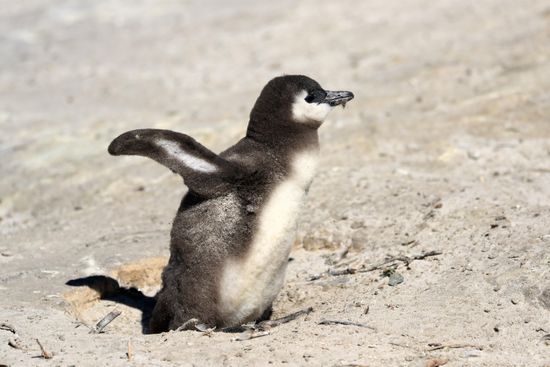 African Penguin Spheniscus Demersus Juvenile On Editorial Stock Photo ...