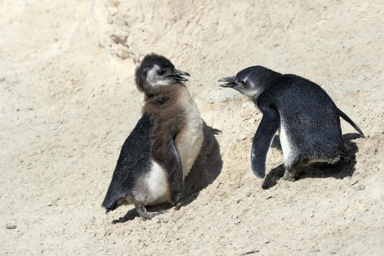 African Penguin Spheniscus Demersus Two Juveniles Editorial Stock Photo ...