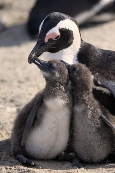 African Penguin Spheniscus Demersus Adult Juvenile Editorial Stock ...