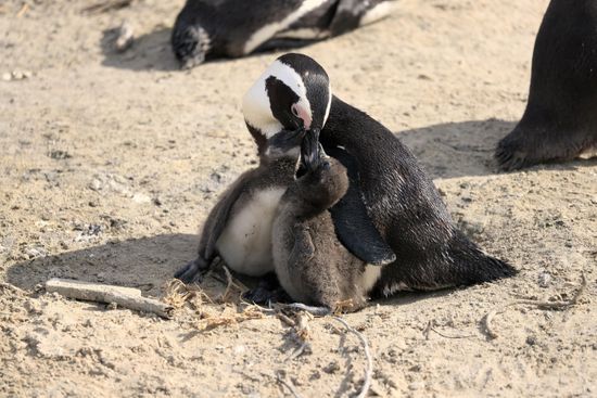 African Penguin Spheniscus Demersus Adult Two Editorial Stock Photo ...