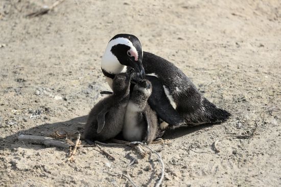 African Penguin Spheniscus Demersus Adult Two Editorial Stock Photo ...