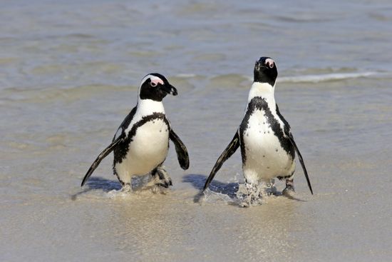 African Penguin Spheniscus Demersus Adult Pair Editorial Stock Photo ...