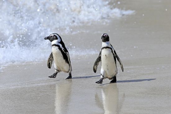 African Penguin Spheniscus Demersus Adult Pair Editorial Stock Photo ...