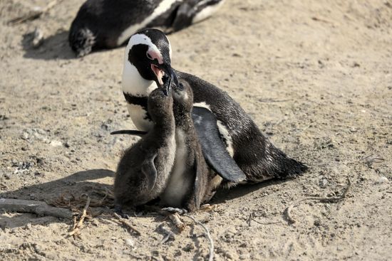 African Penguin Spheniscus Demersus Adult Two Editorial Stock Photo ...