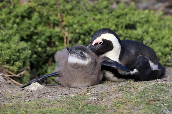 African Penguin Spheniscus Demersus Adult Juvenile Editorial Stock ...