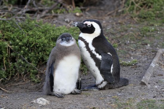 African Penguin Spheniscus Demersus Adult Juvenile Editorial Stock ...