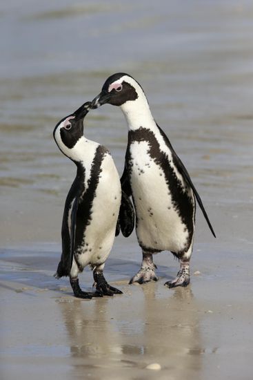 African Penguin Spheniscus Demersus Adult Pair Editorial Stock Photo ...