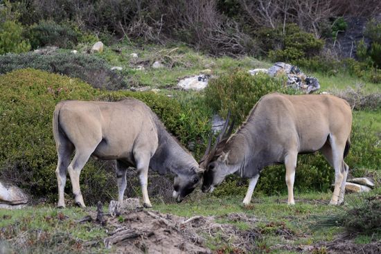Common Eland Taurotragus Oryx Adult Male Editorial Stock Photo - Stock ...