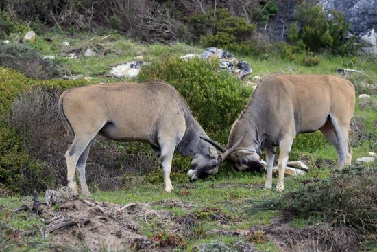 Common Eland Taurotragus Oryx Adult Male Editorial Stock Photo - Stock ...