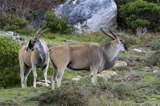 Common Eland Taurotragus Oryx Adult Pair Editorial Stock Photo - Stock ...
