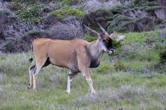 Common Eland Taurotragus Oryx Adult Male Editorial Stock Photo - Stock ...