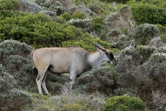 Common Eland Taurotragus Oryx Adult Male Editorial Stock Photo - Stock ...