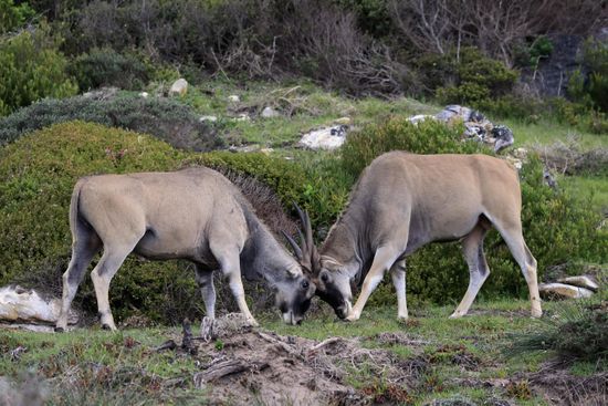 Common Eland Taurotragus Oryx Adult Male Editorial Stock Photo - Stock ...