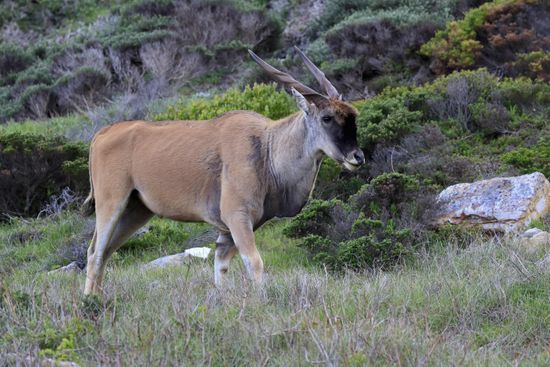 Common Eland Taurotragus Oryx Adult Male Editorial Stock Photo - Stock ...
